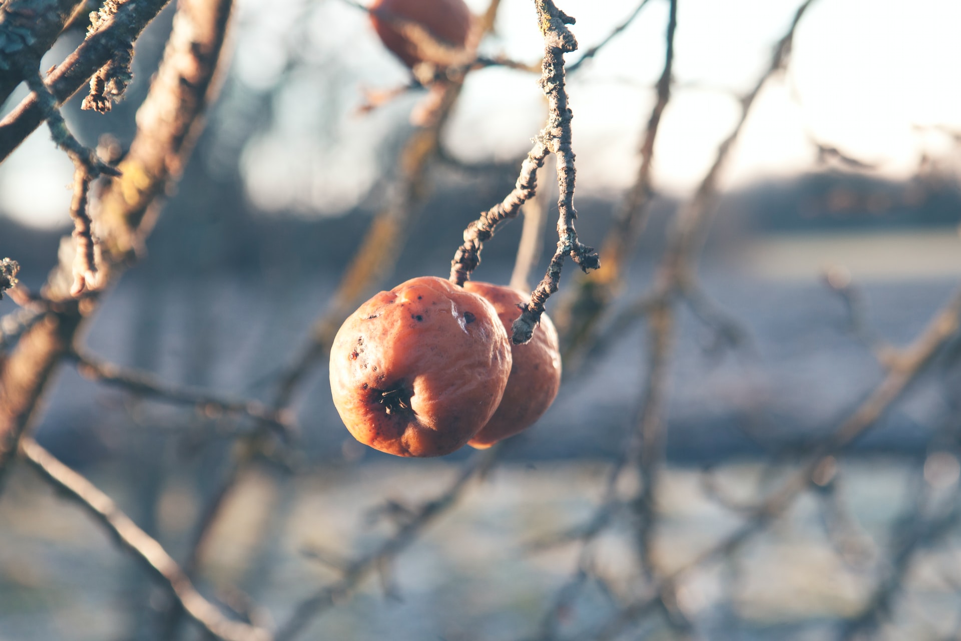 BLOG: Can persimmons predict?|Baptist Messenger of Oklahoma