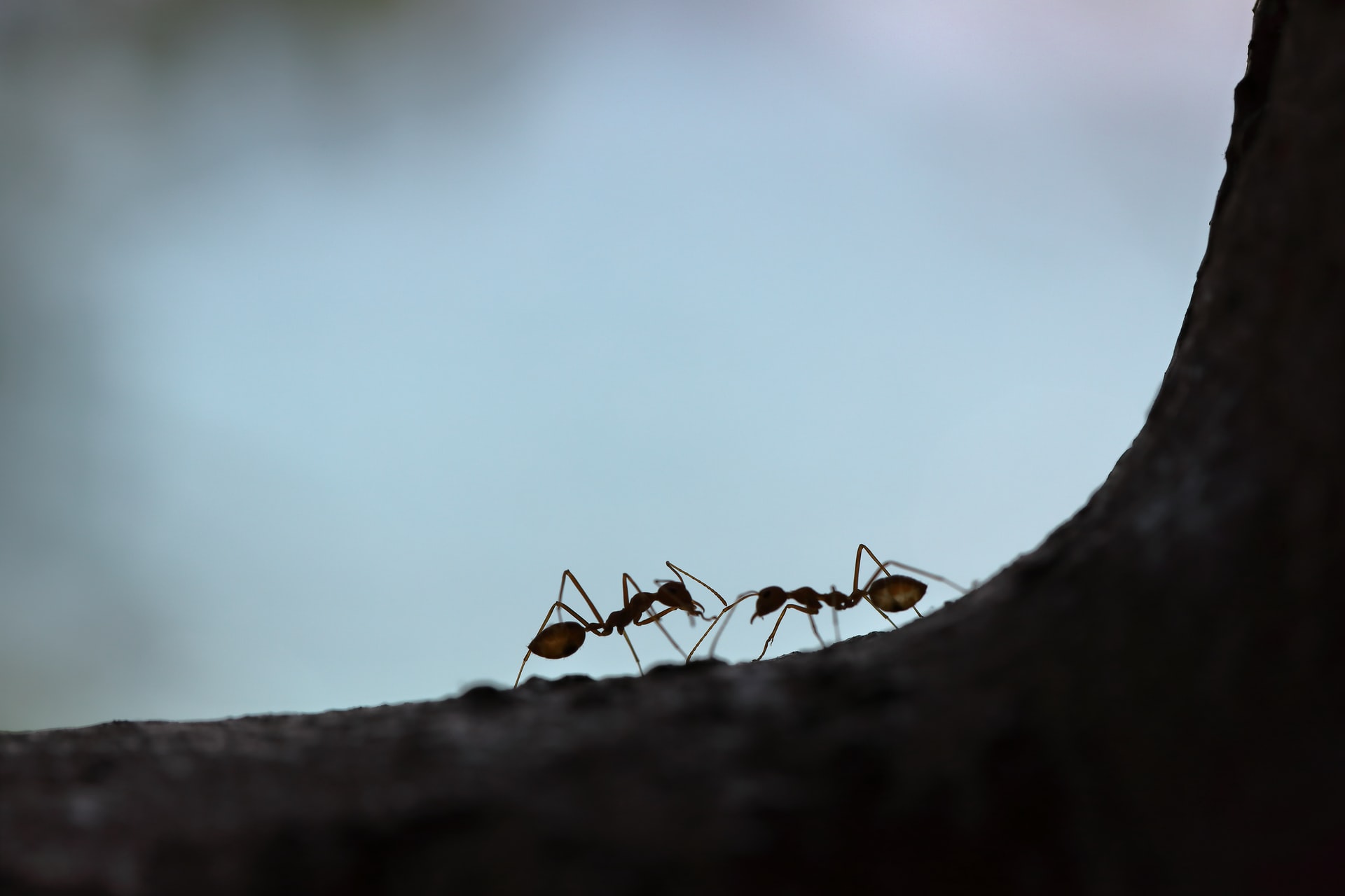BLOG: Go to the ant|Baptist Messenger of Oklahoma
