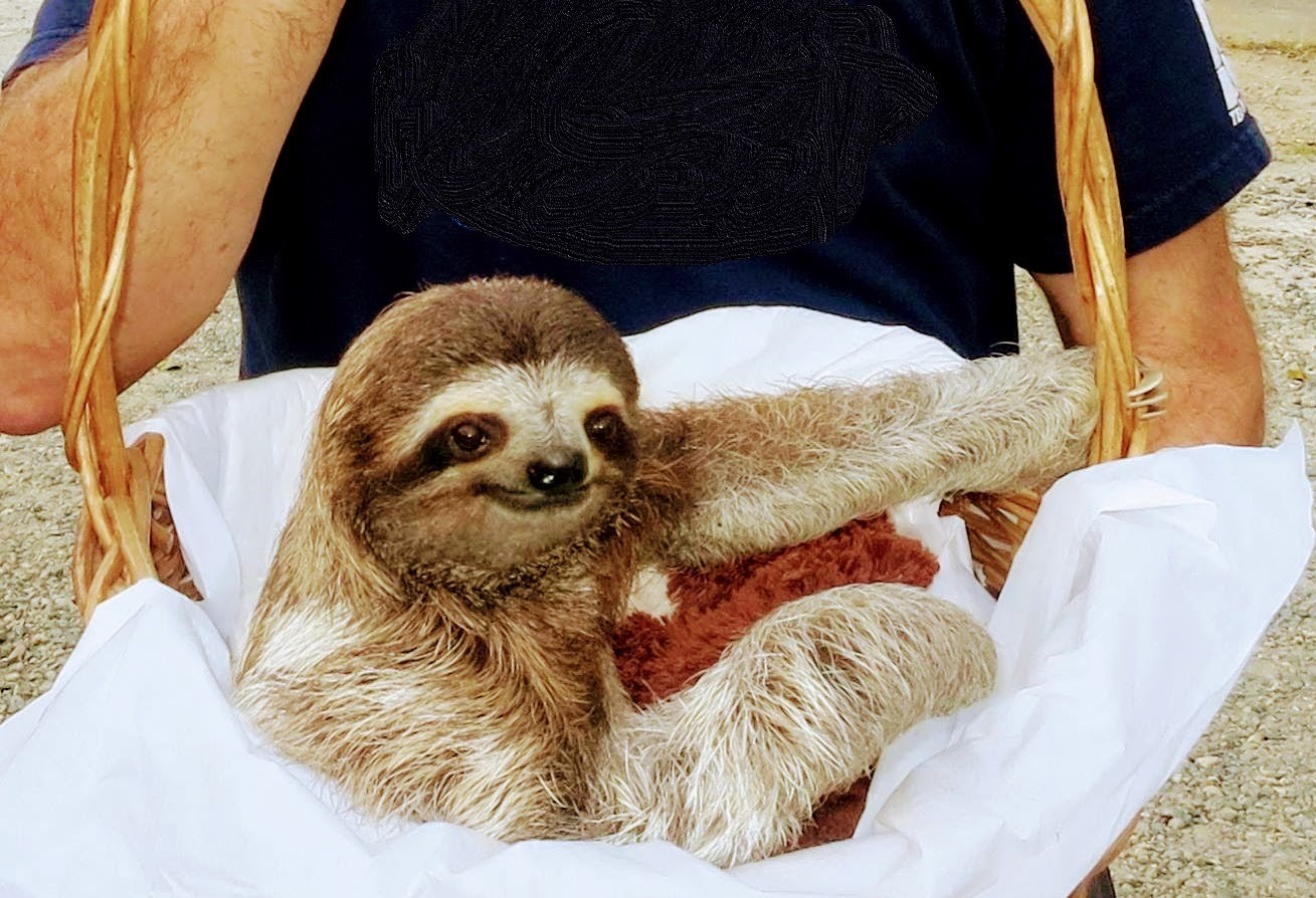 Rite of Passage: In search of sloths—or not|Baptist Messenger of Oklahoma